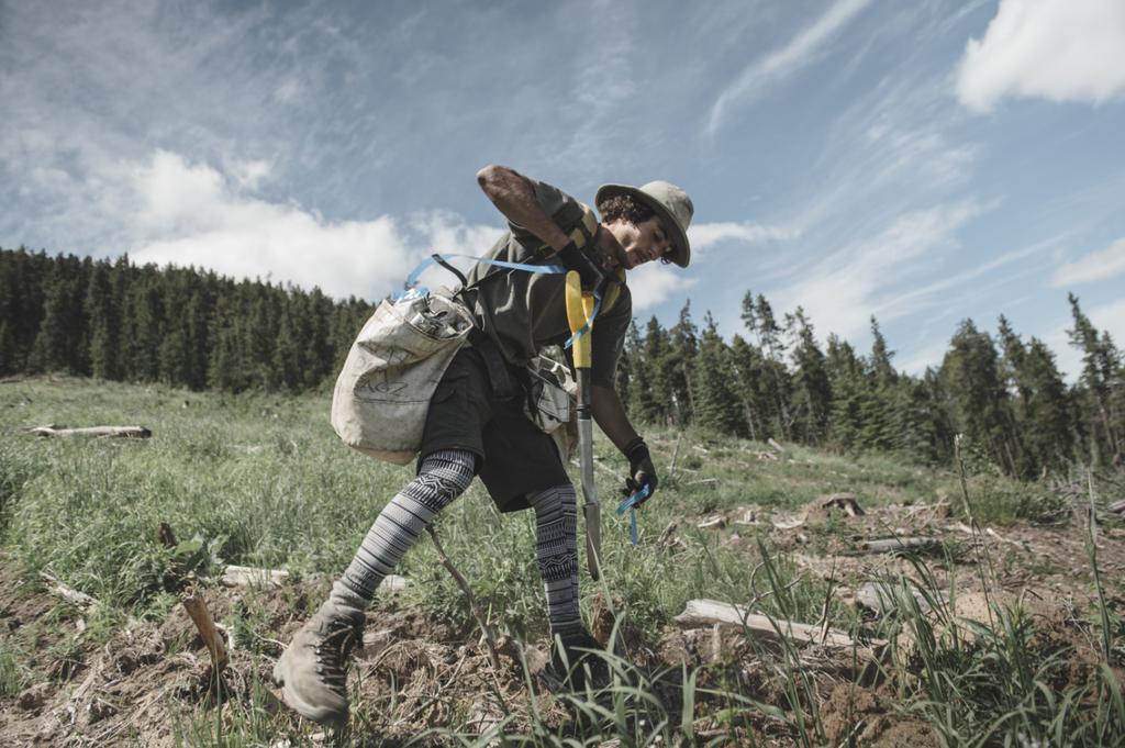 5 Most Frequently Asked Questions about Tree Planting